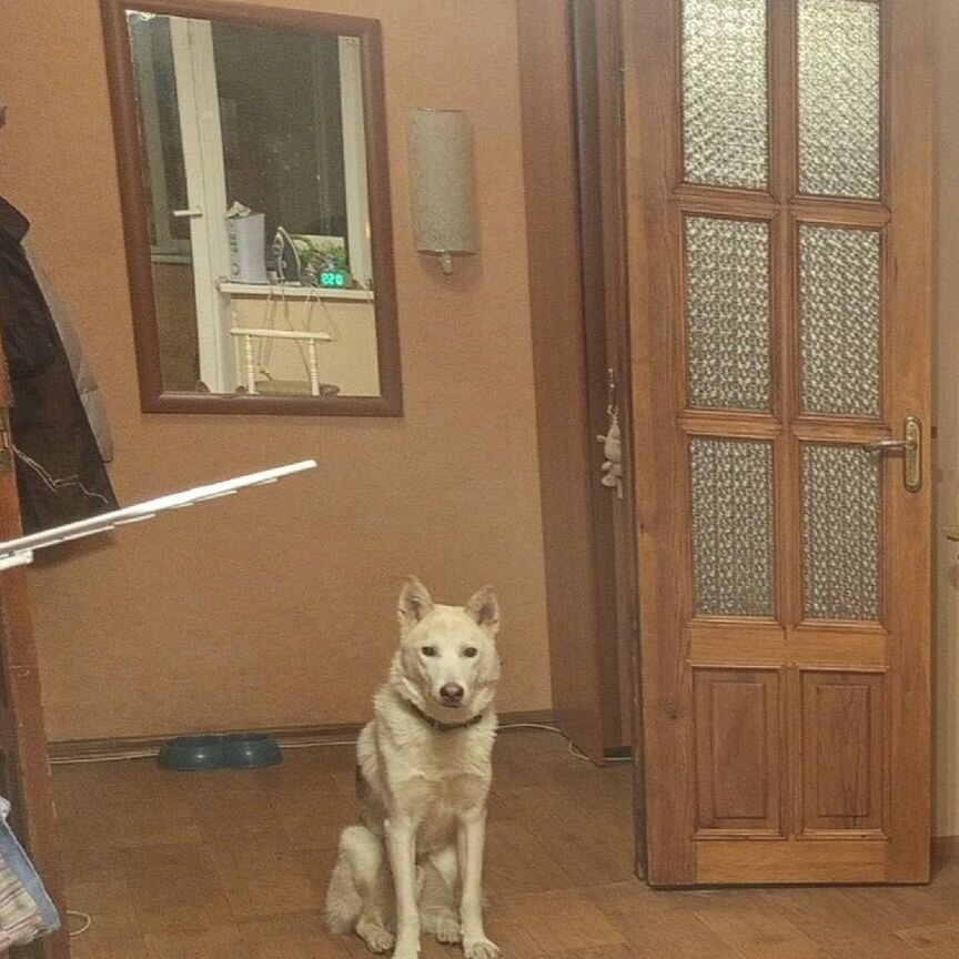 Отдам собаку в добрые руки