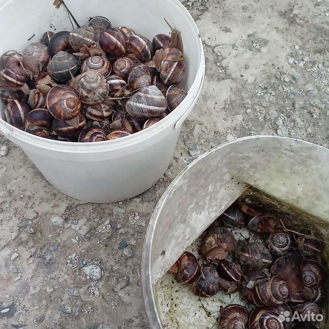 Виноградные улитки