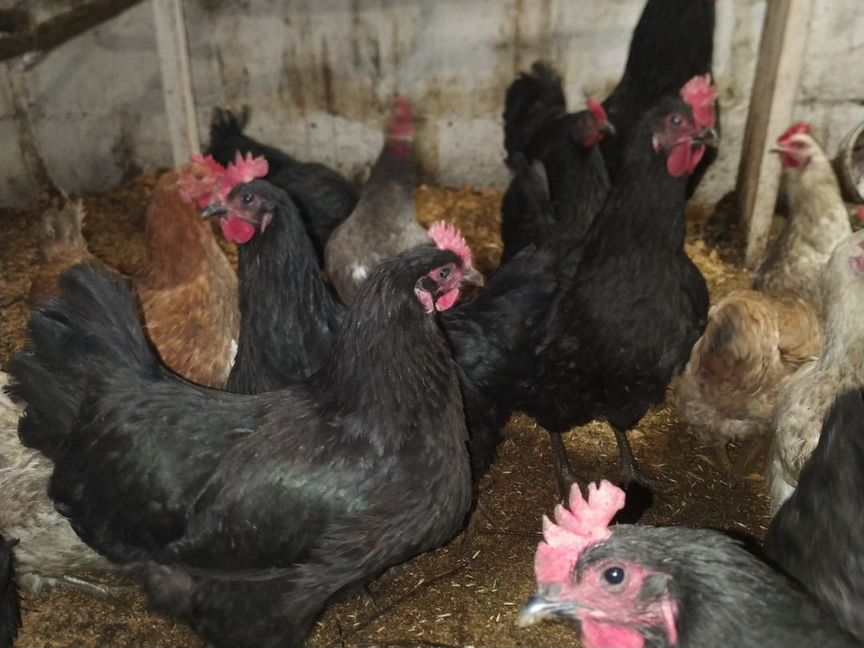 Яйца для инкубации кур породы Австралорп и простых