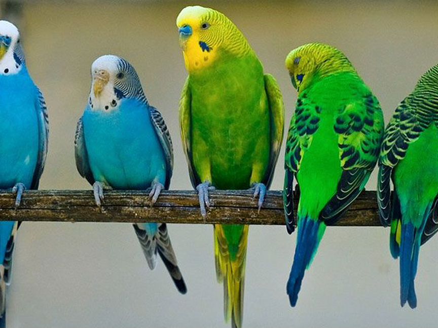 Попугаи оптом и в розницу
