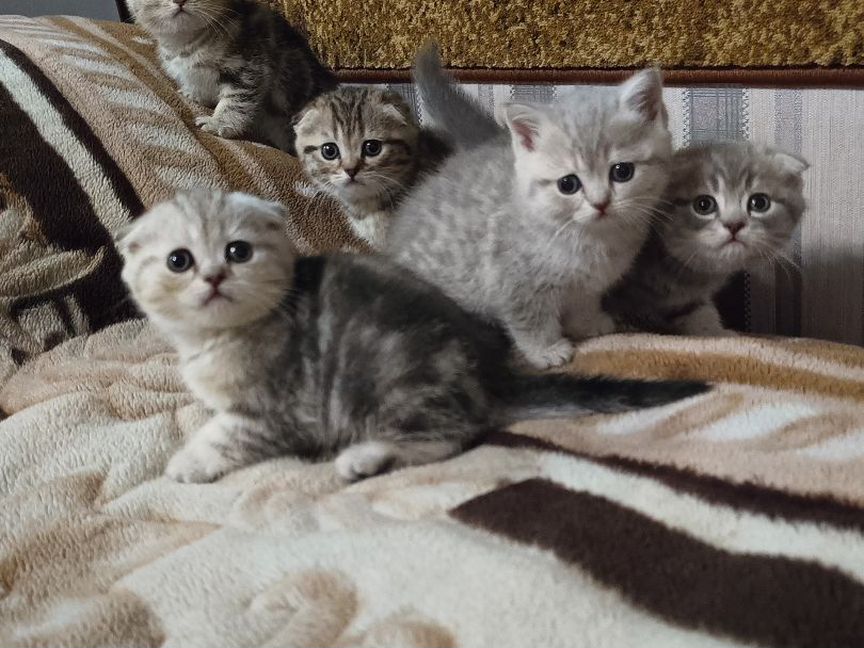 Кошки