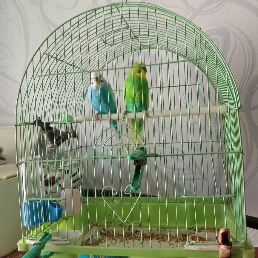 Волнистый попугай 2 штуки самка и самец с клеткой