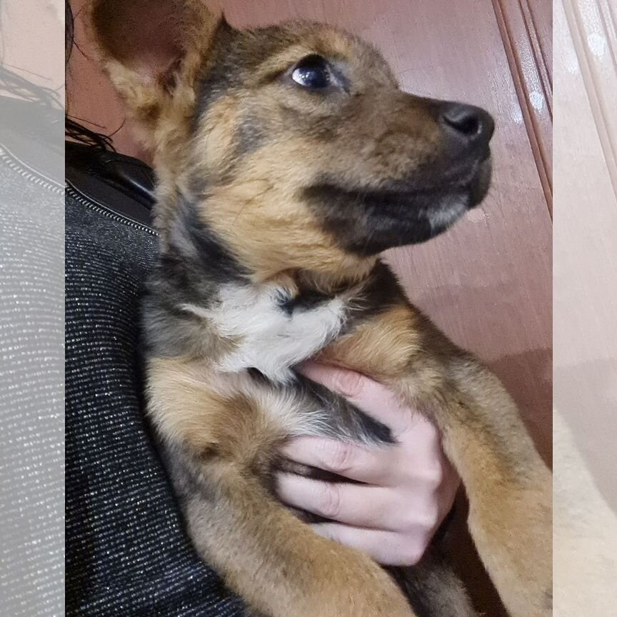 Щенок в добрые руки