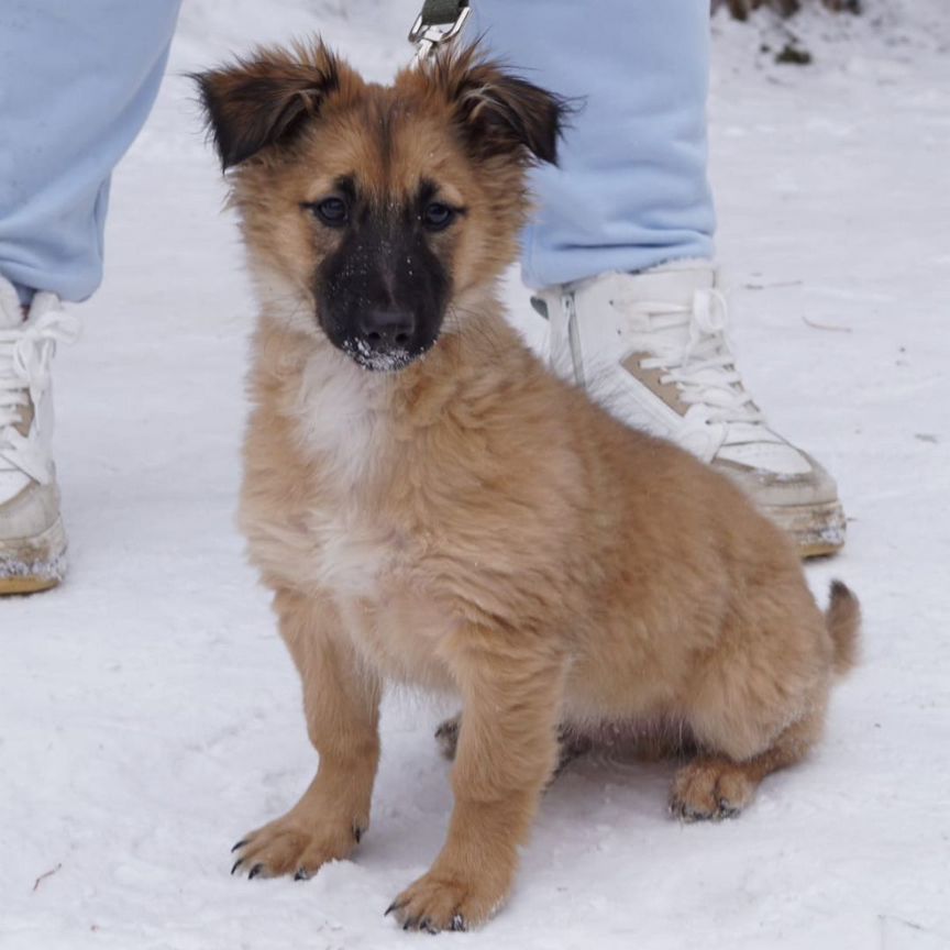 Щенок в добрые руки бесплатно