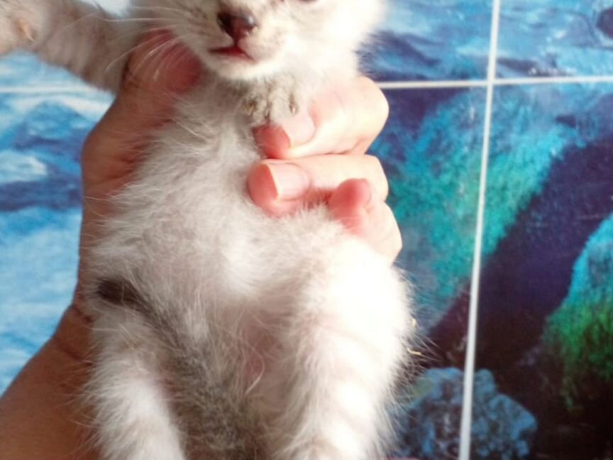 Котёнок девочка ищет дом