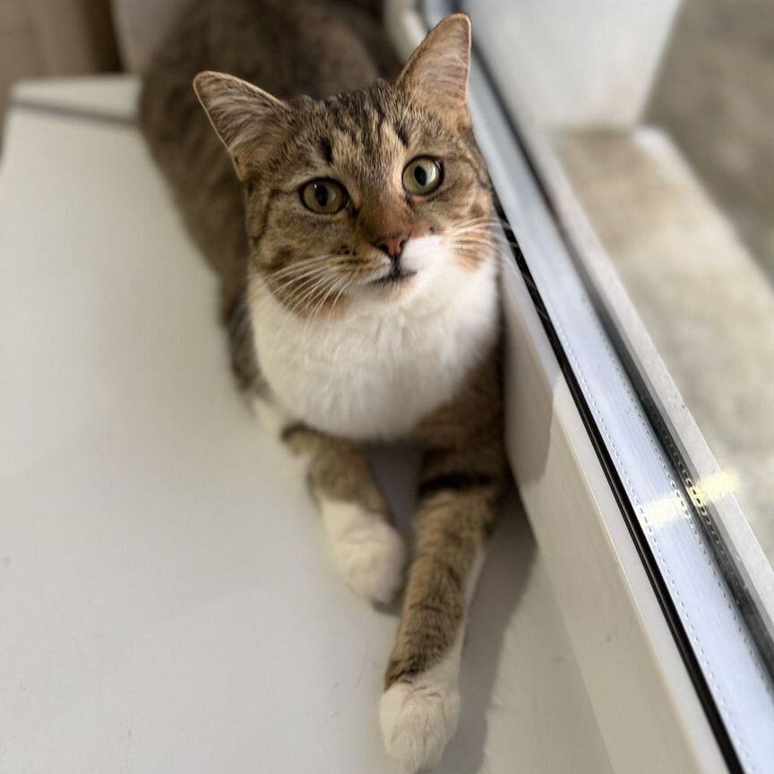 Взрослая, кошка в добрые руки