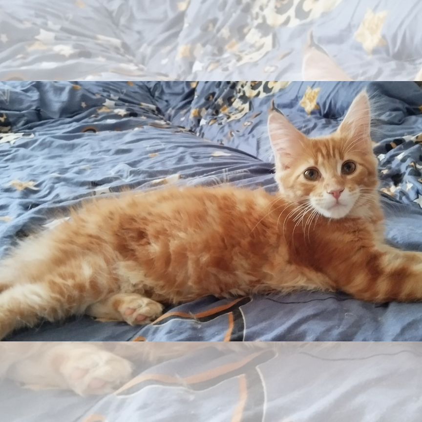 Мейн-кун котёнок