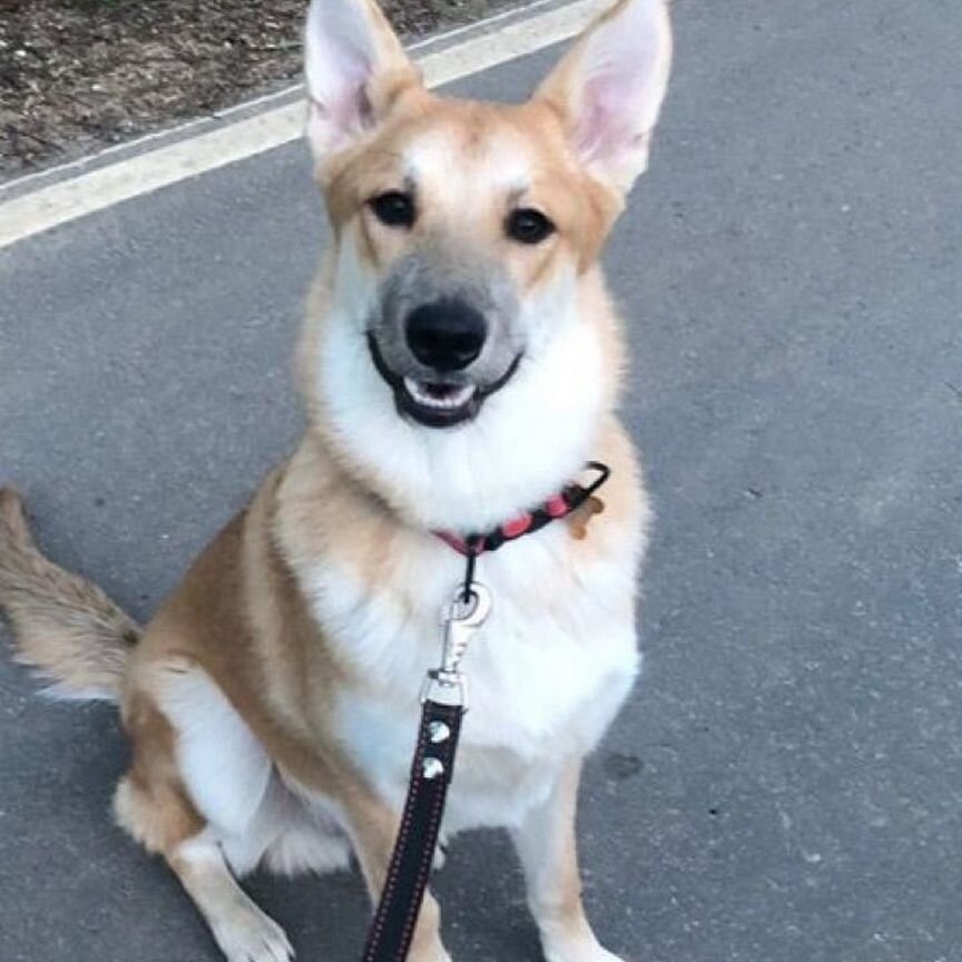 Собака в добрые руки