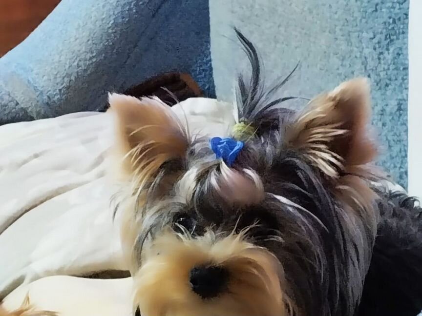 Йорко мальчики