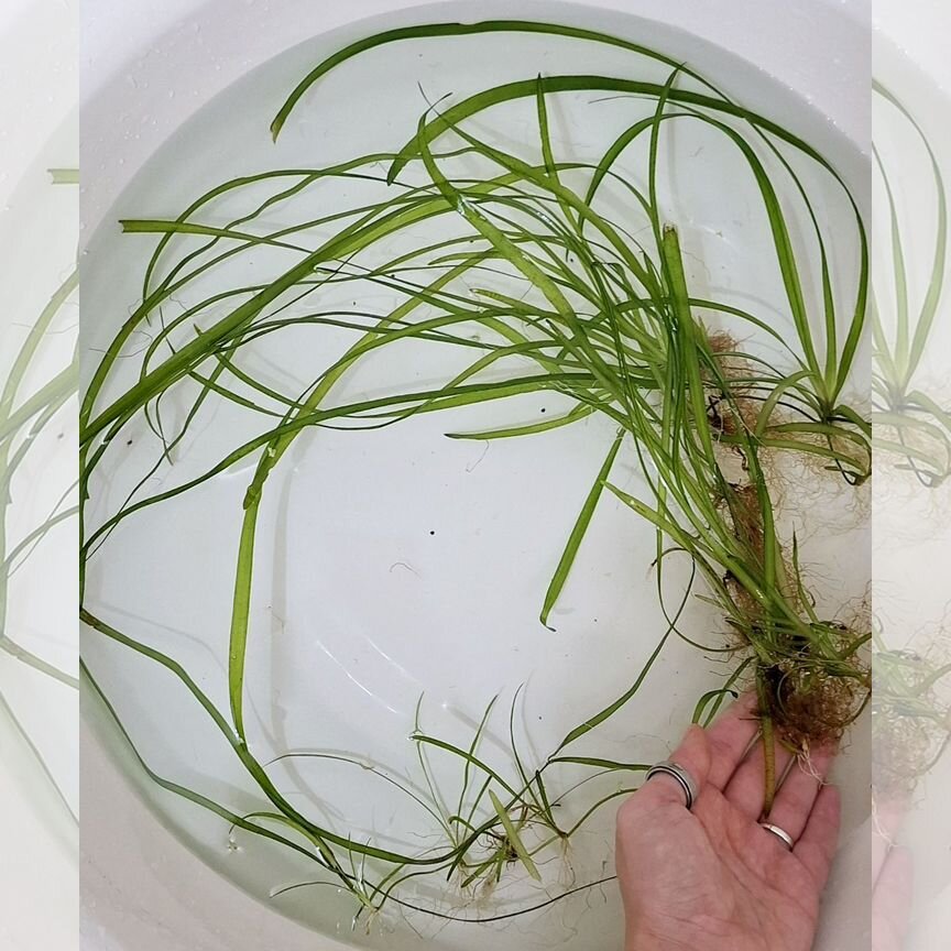 Аквариумное растение, прополка