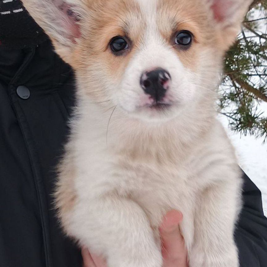 Щенки корги