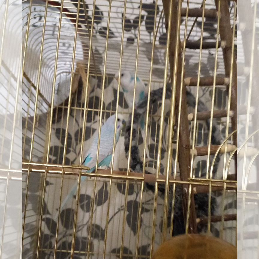 Волнистый попугай с клеткой