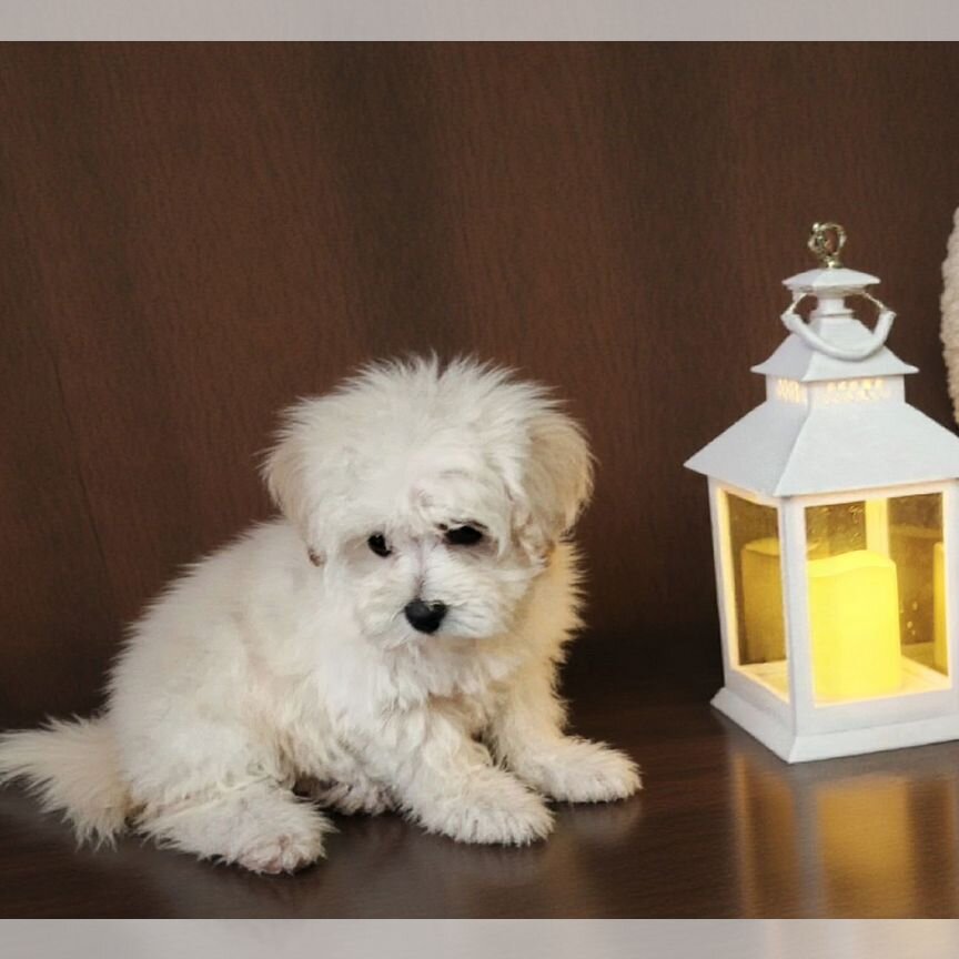 Мальтипу, щенок