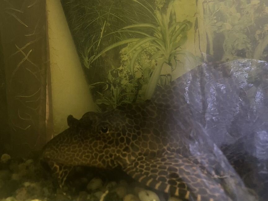 Сом птеригоплихт