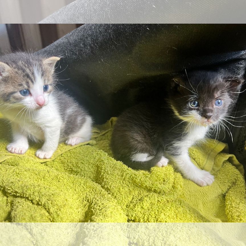 Котёнок в добрые руки