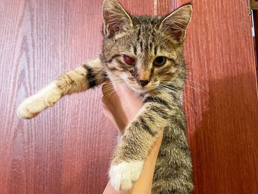 Дениска и его рассказы