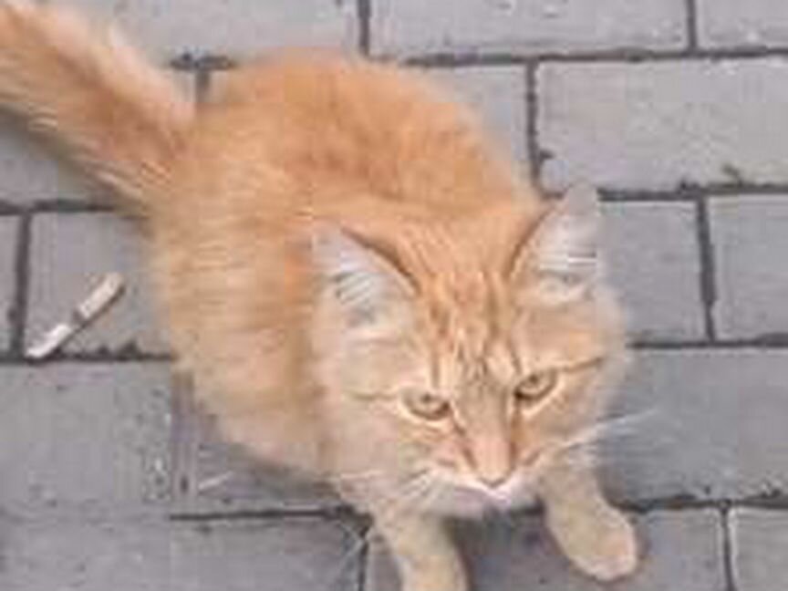 Рыжая кошечка
