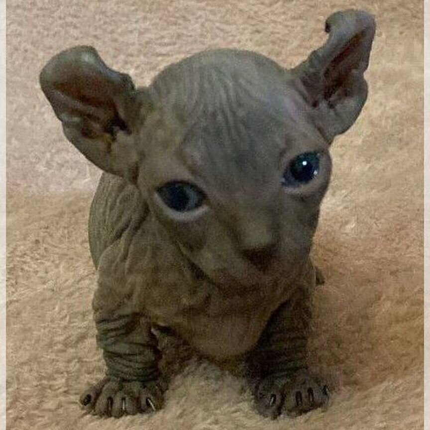 Канадский сфинкс котёнок