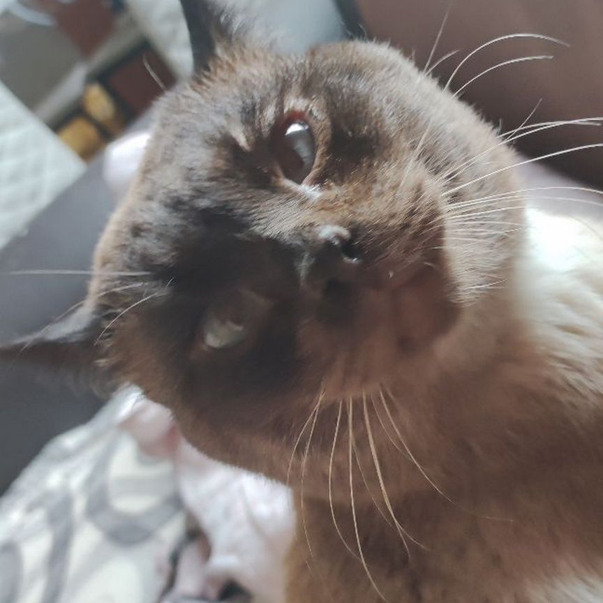 Сиамский кот вязка