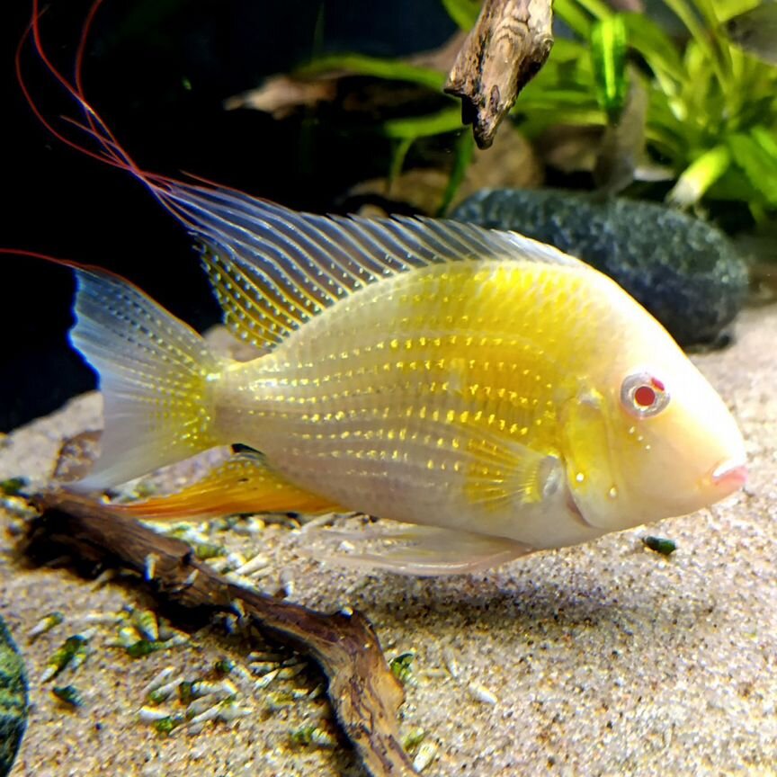 Акарихтис Хеккеля альбино