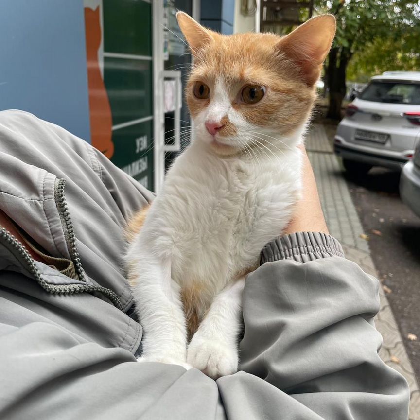 Рыжий бандит