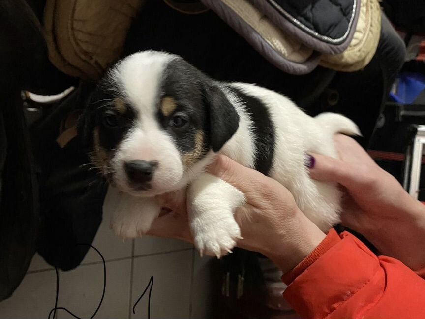 Щенки джек рассел терьер