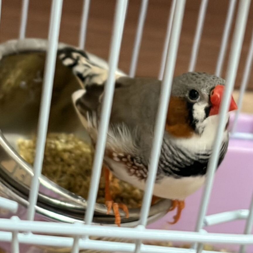 Рисовая амадина