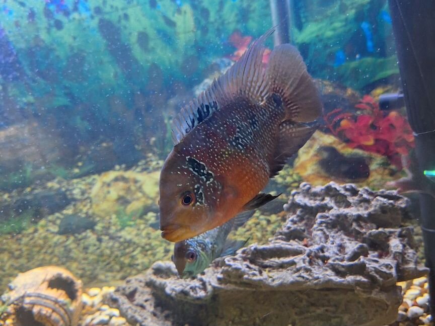 Рыбка Хловер Хорн