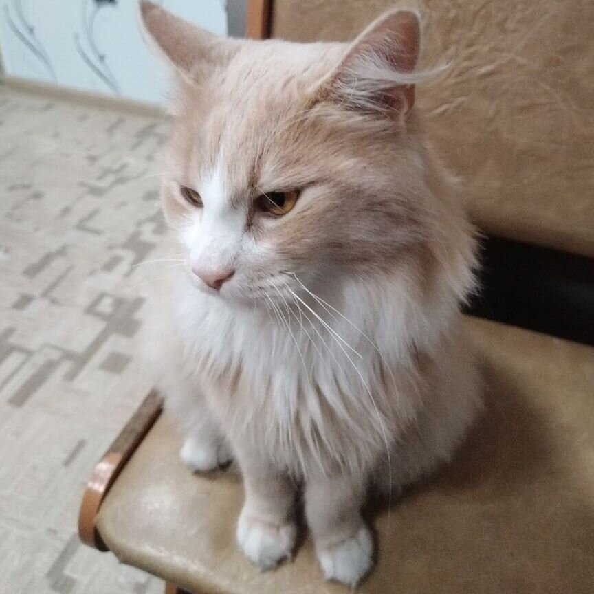 Мейн-кун котёнок