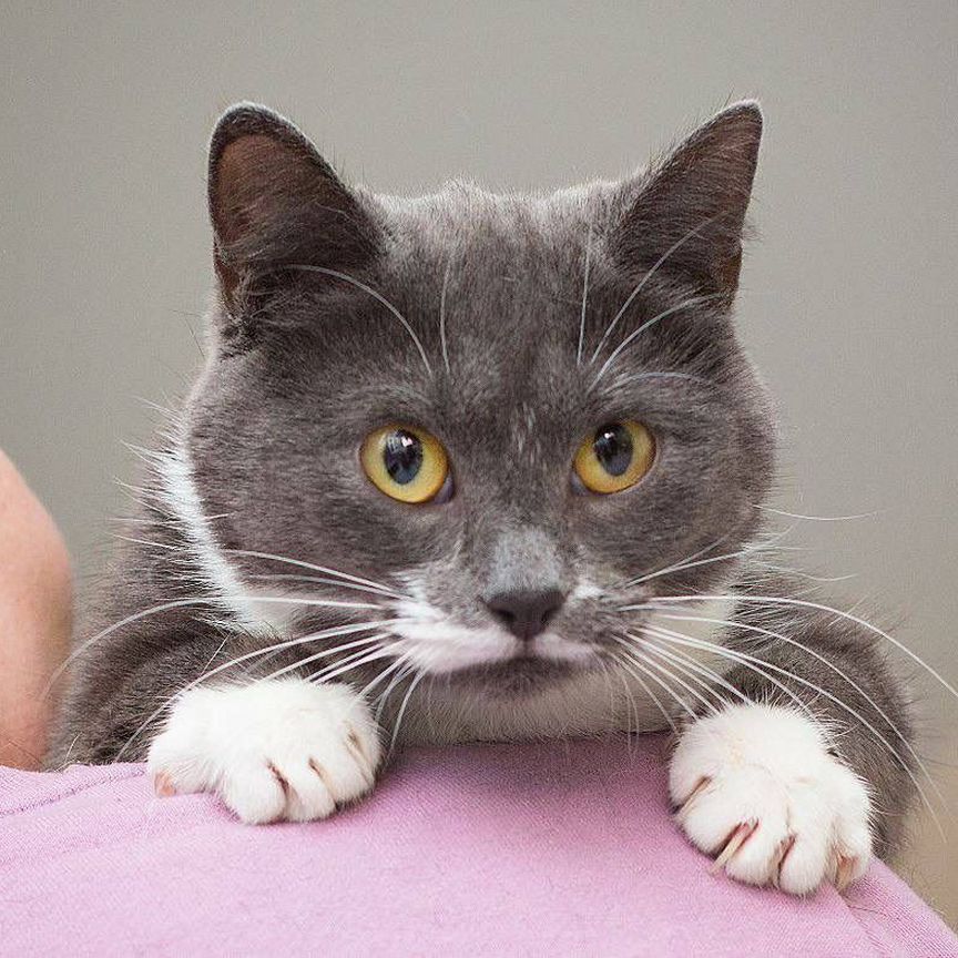 Кошечка ищет дом