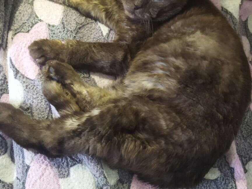 Британский вислоухий кот. Отдам в добрые руки