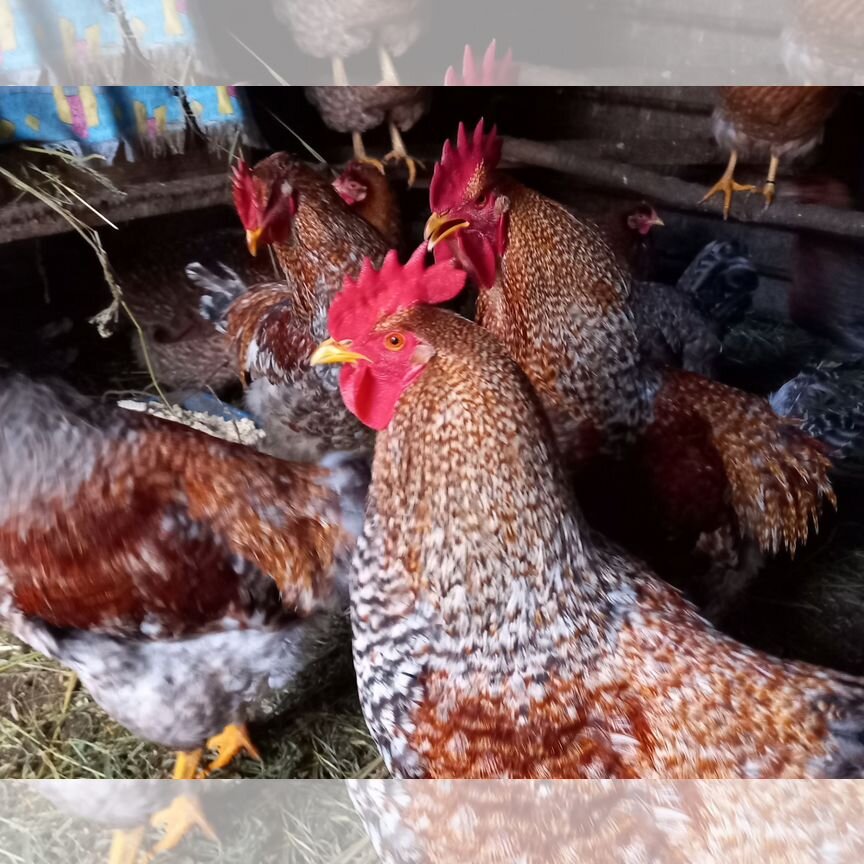 Курочки и петушки