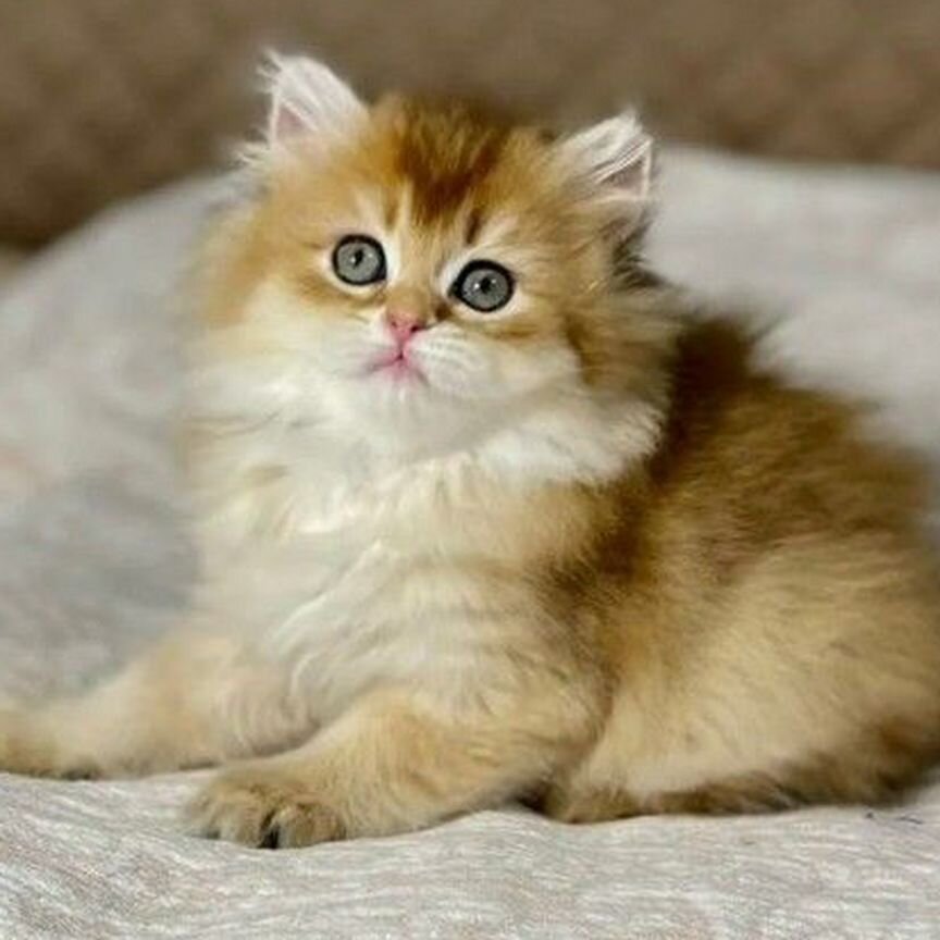 Золотой малыш