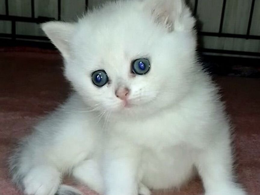 Шотландские котята