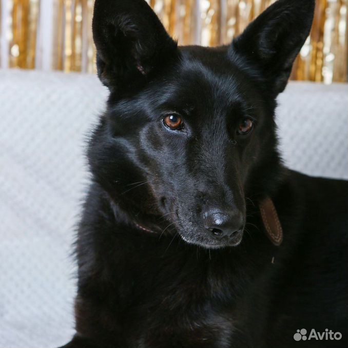 Тринити-чернобурая красавица ищет дом