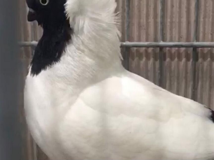 Немецкие крестовые монахи