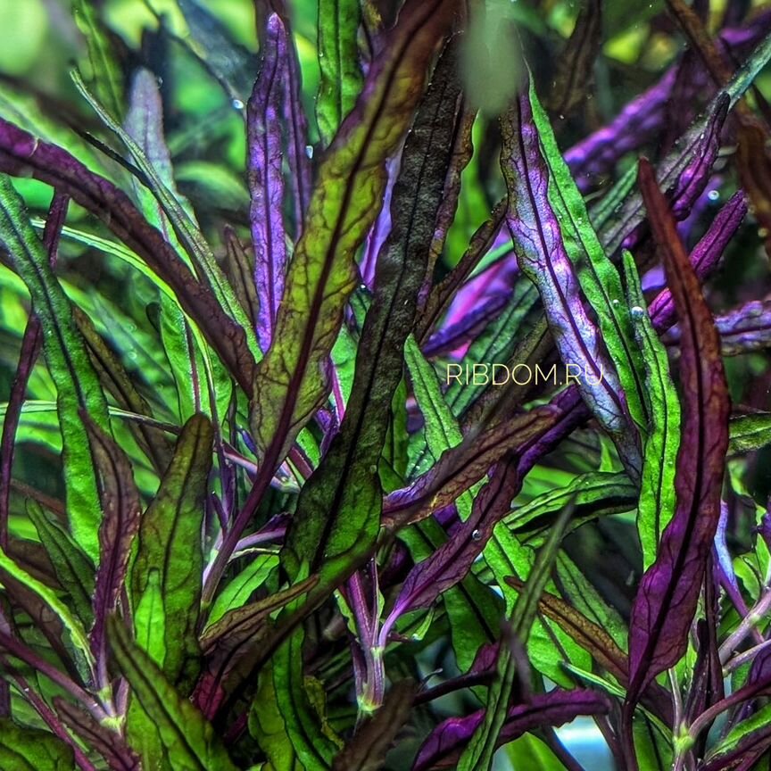 Хемиграфис узколистный - Hemigraphis narrow