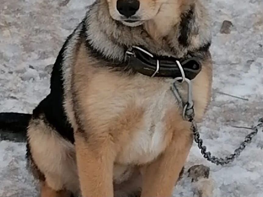 Щенок ищет дом