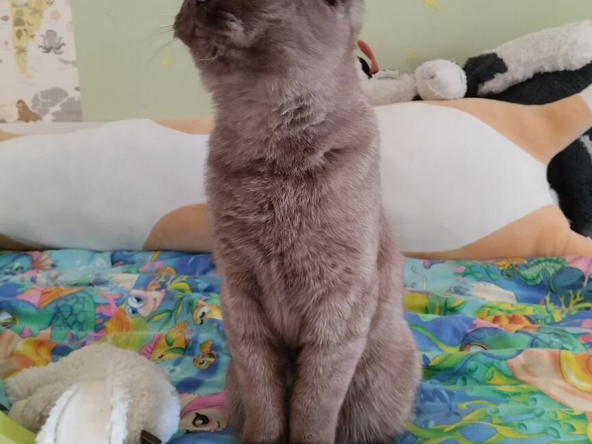 Британский кот