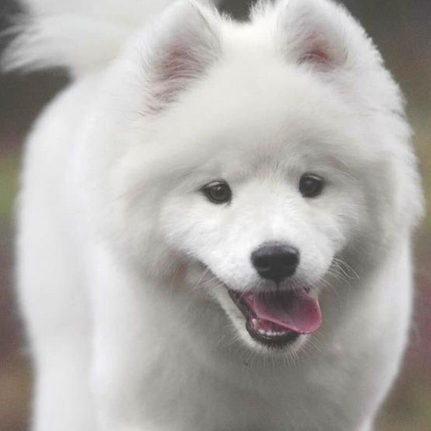 Самоедская собака, щенок