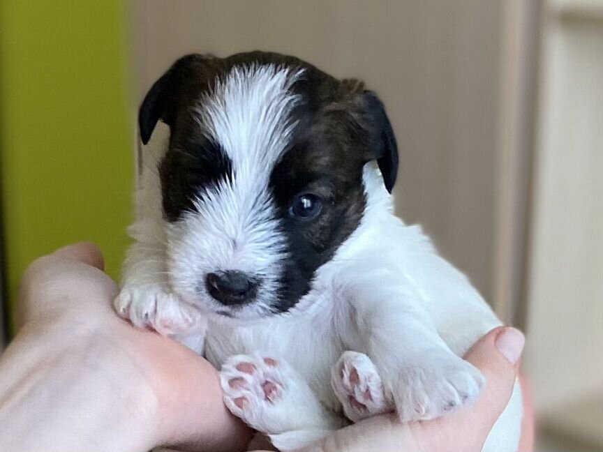 Щенки джекиассел терьер