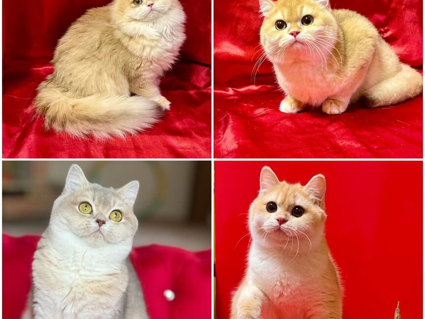 Британские золотые красивейшие чистокровные котята