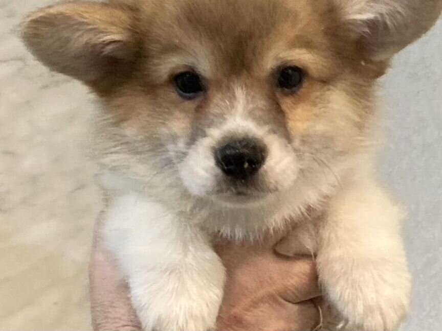 Вельш-корги пемброк мальчик