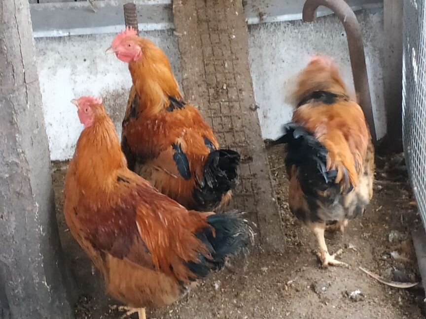 Петухи Кучинские