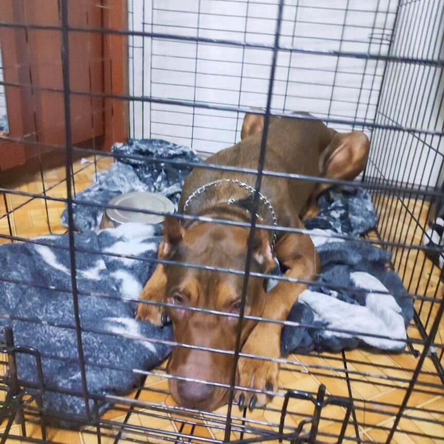 Собака в добрые руки отдам бесплатно большая