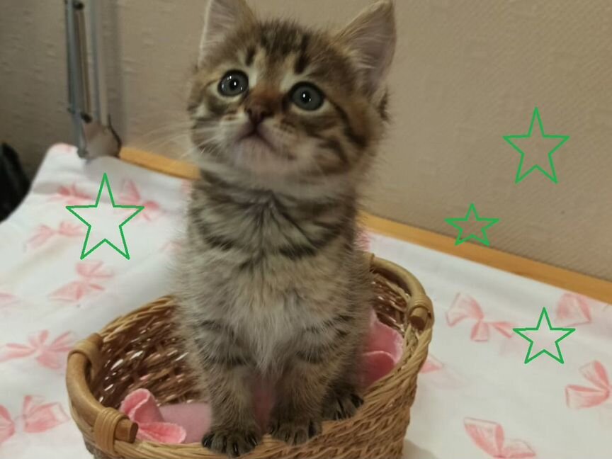 Два полосатика ищут дом