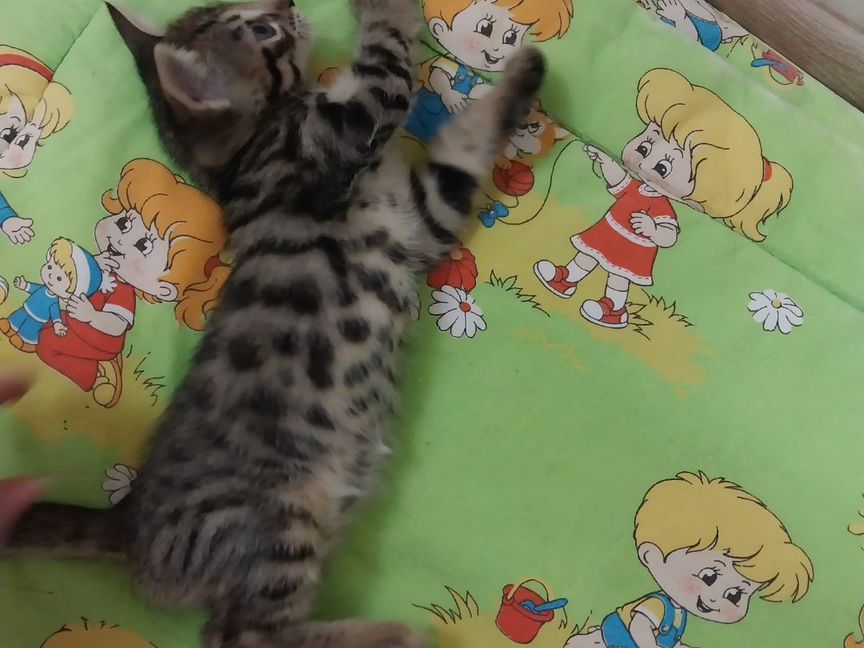 Бенгальские котята