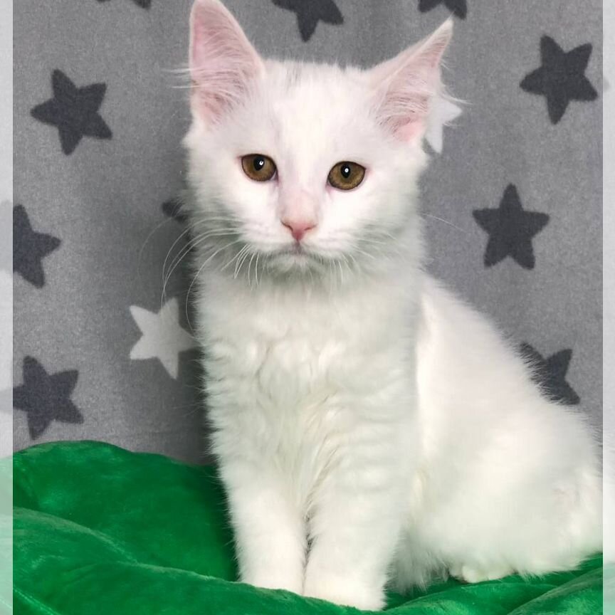 Котенок Белоснежка