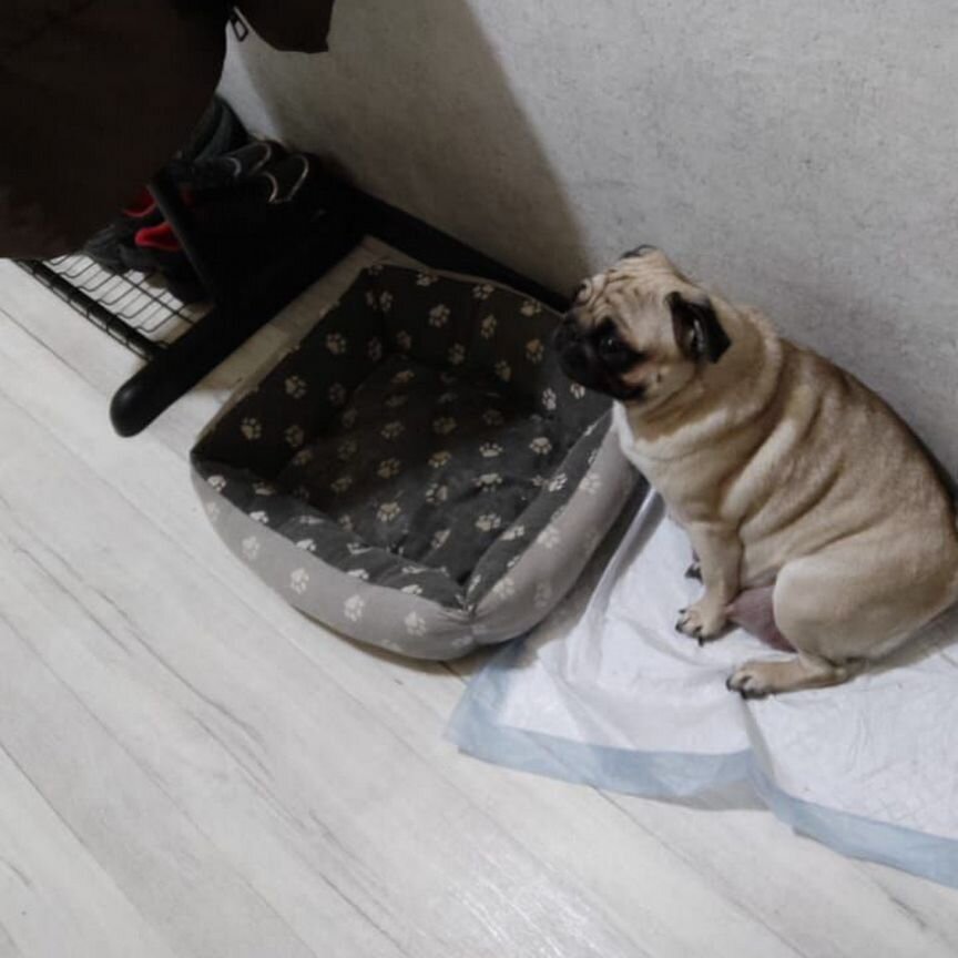 Щенки мопса