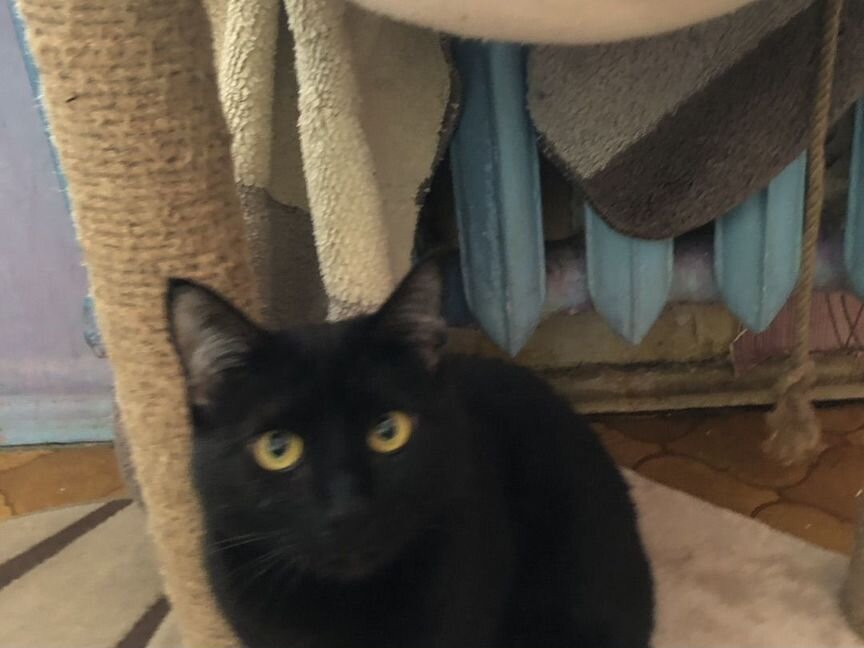 Кошечка Пантера